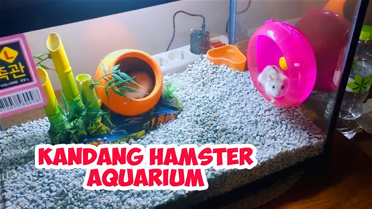 Hamster Milik Evelyn & Ara Ganti Rumah Baru - Kandang Hamster Aquarium ...