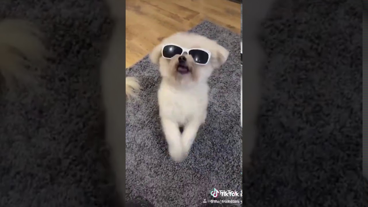 El perro perron - YouTube