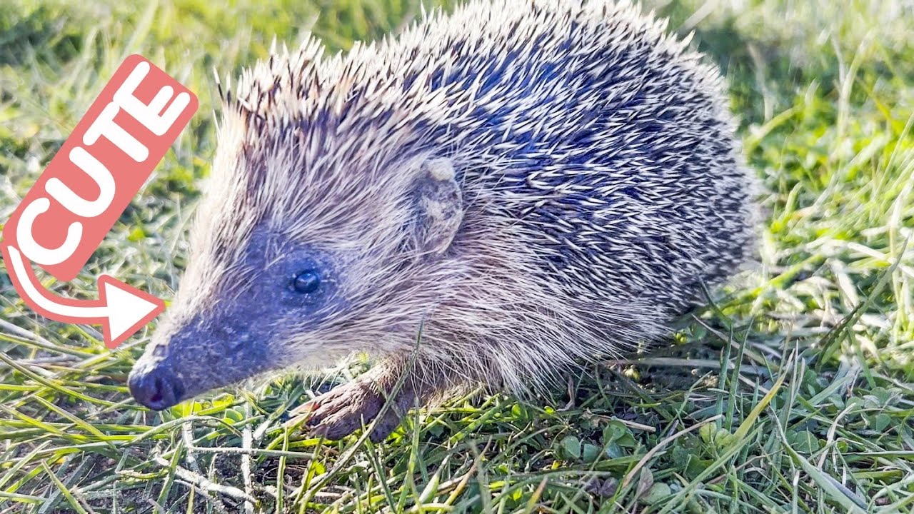 CUTE HEDGEHOG😍LINDO ERIZO - YouTube