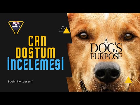 Can Dostum | Film İncelemesi | FİLM ÖNERİLERİ