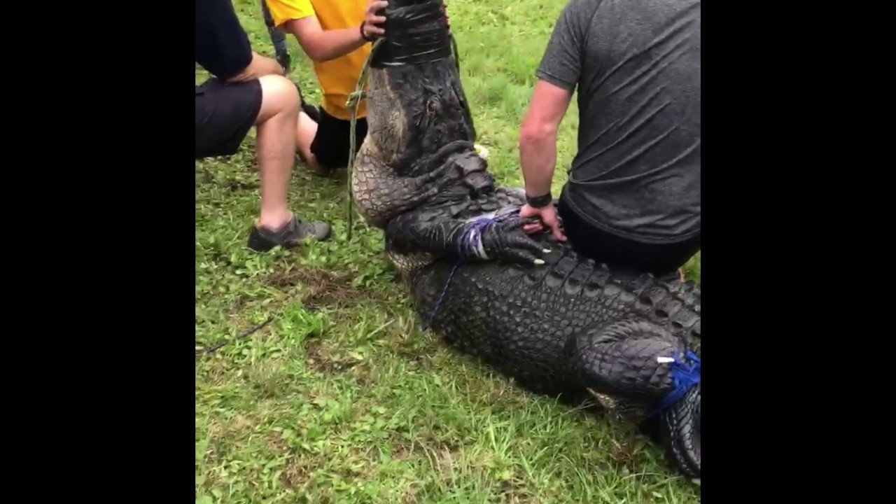Alligator Wrangled In Front Of Mini Golf Crowd on Hilton Head Island ...