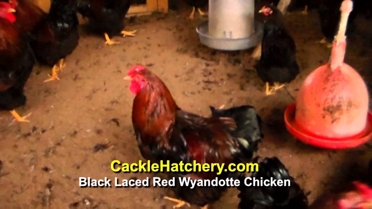 Black Laced Red Wyandotte Chicken Breed (Breeder Flock) - YouTube