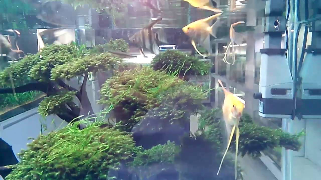 Manfish Slayer - YouTube