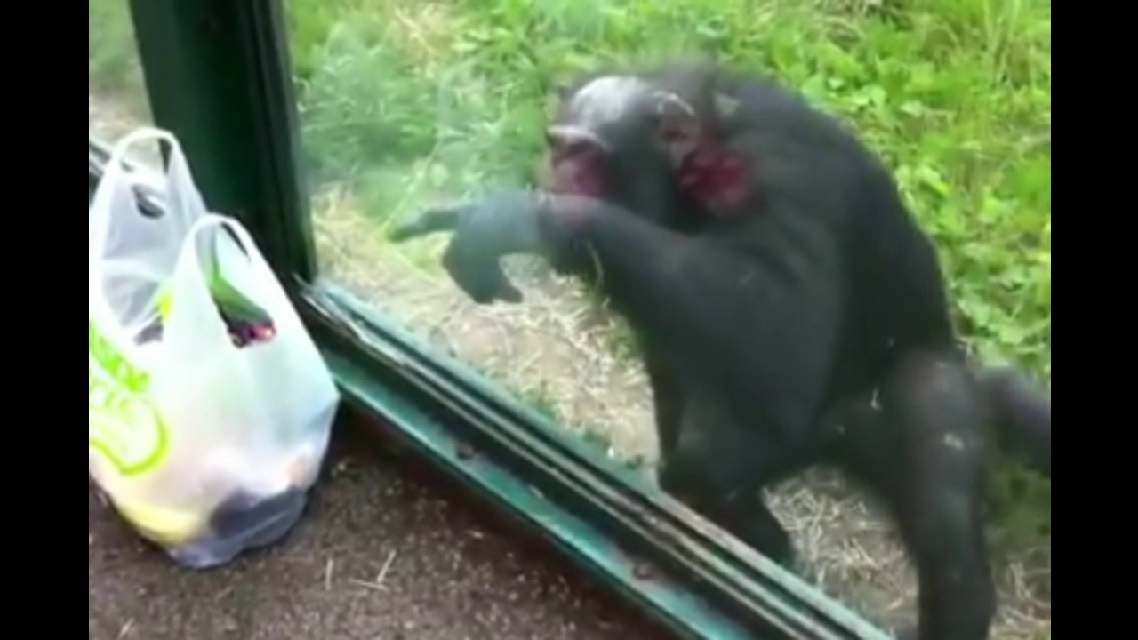 Smart Chimpanzee shows finger to drink soda. - YouTube
