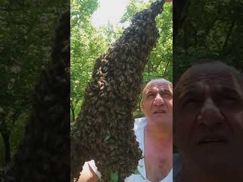 Hüsenli Kendi Arıcı Cemil 050 353 10 59