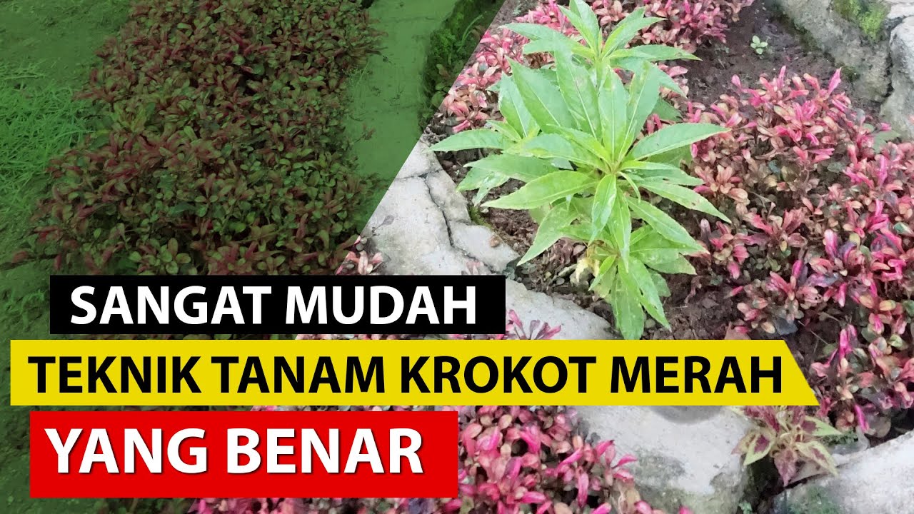 Teknik Budidaya Krokot Merah di Rumah Seperti Taman - YouTube