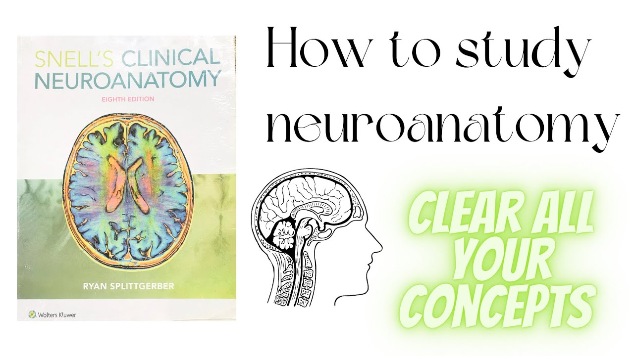 HOW TO STUDY NEUROANATOMY IN BDS || BAREERAH NOOR - YouTube