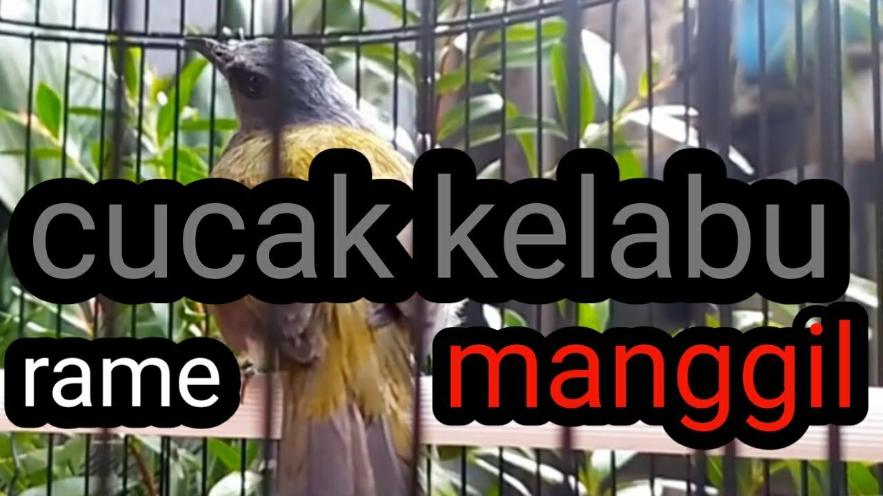 CUCAK KELABU/PERCANG GUNUNG GACOR - YouTube
