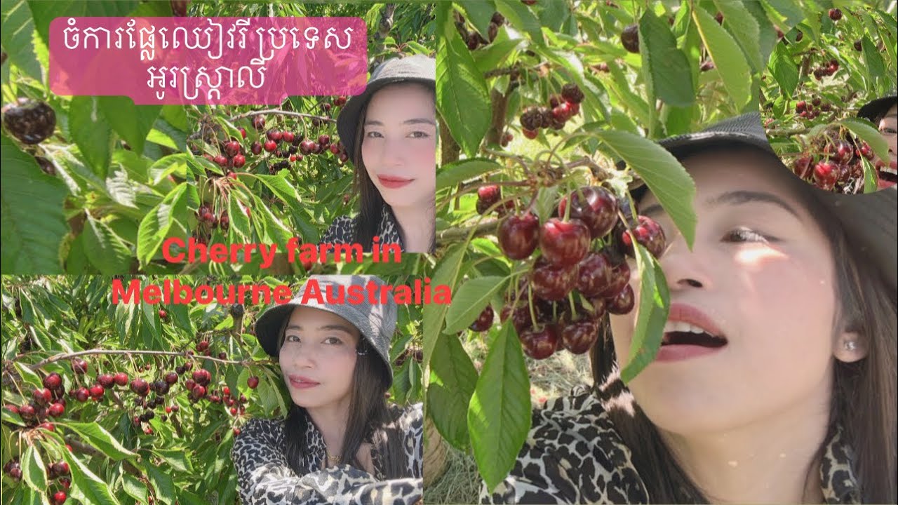 Cherry farm in Melbourne Australia ដំណើរកំសាន្ត ចំការឆៀរី ...