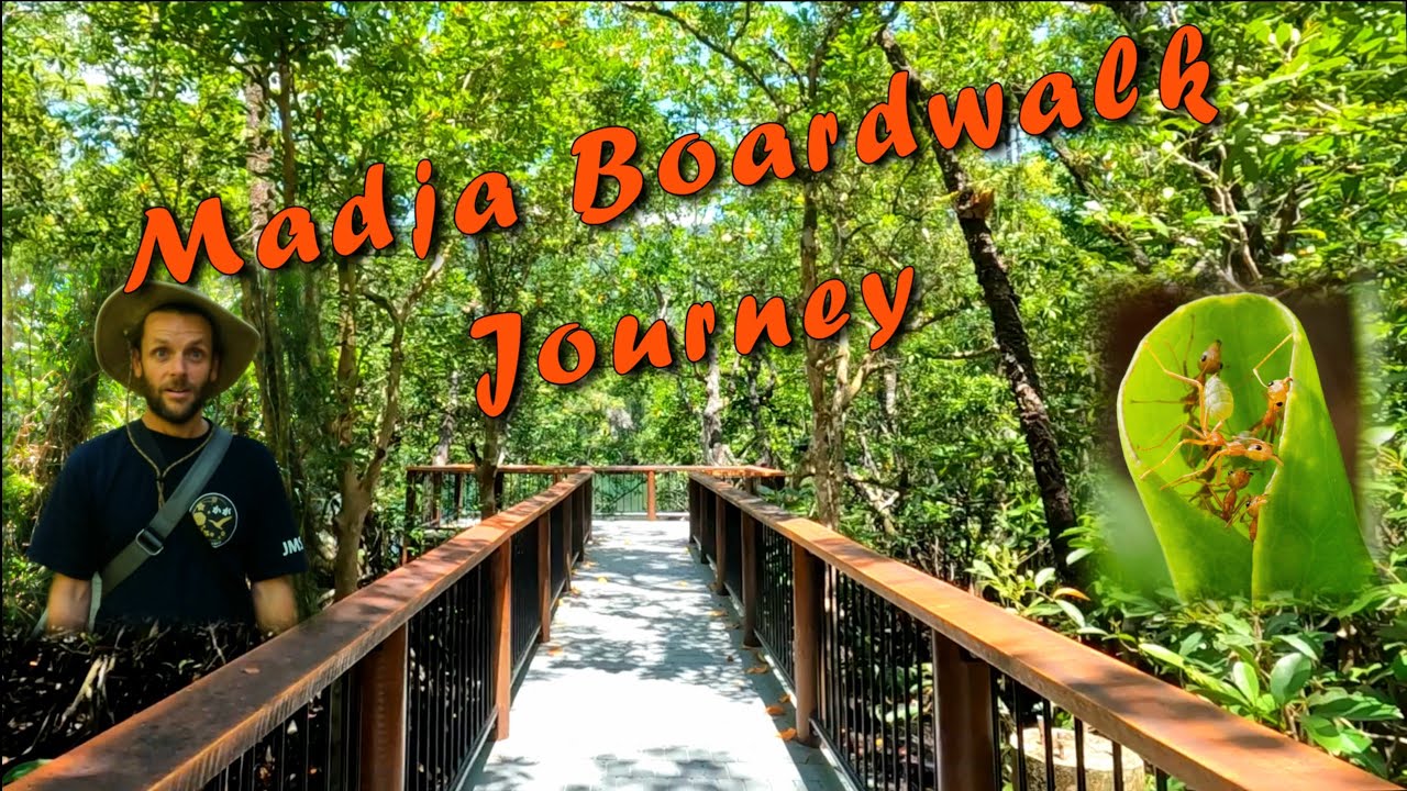 Journey Through Madja Boardwalk: Cape Tribulation Adventure - YouTube