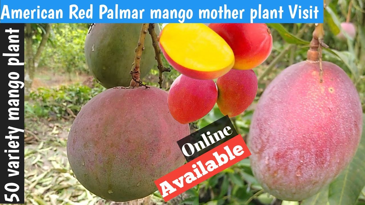 American Red Palmar mango mother plant Visit/30 Verity mango Orginal ...