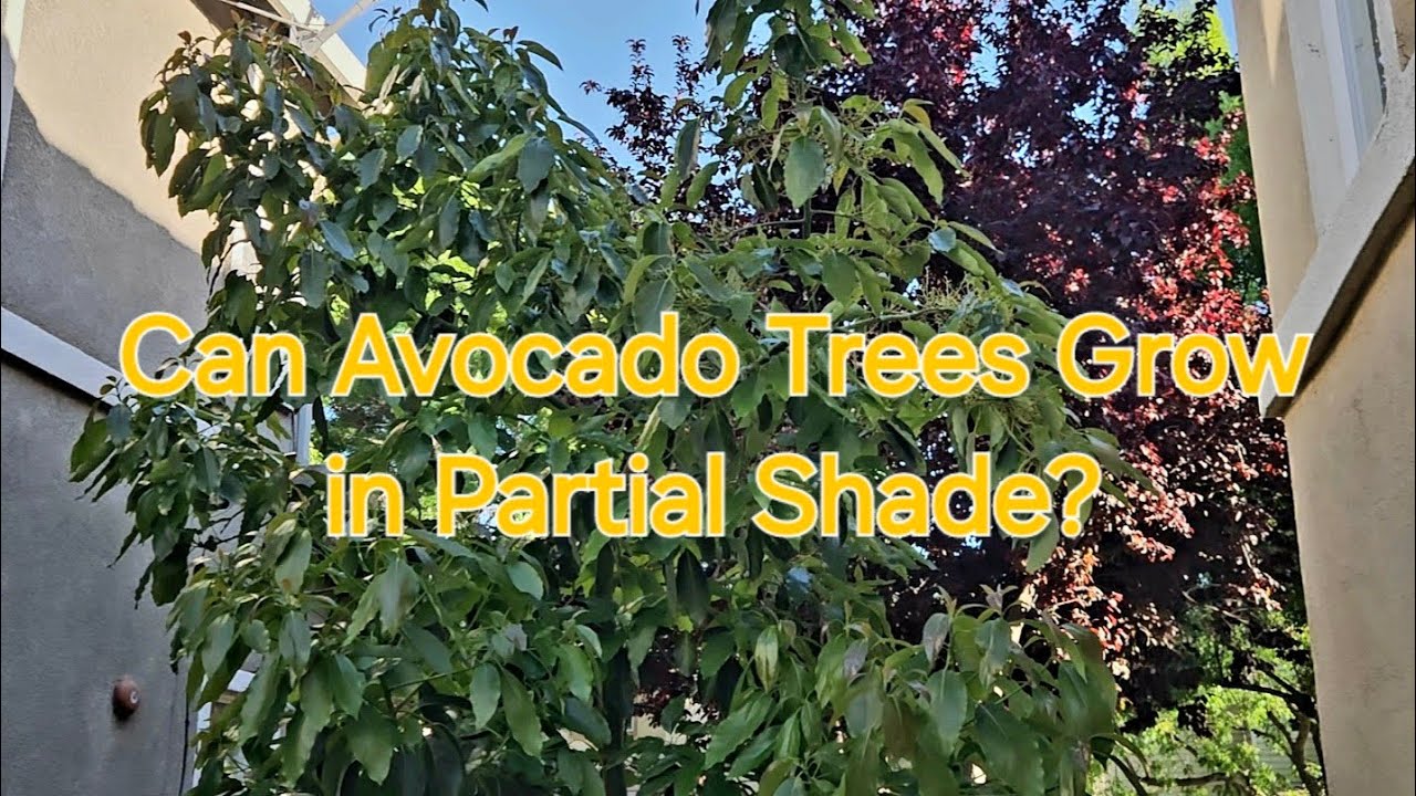Can 🥑Avocado🥑 Trees Grow in Partial Shade? - YouTube