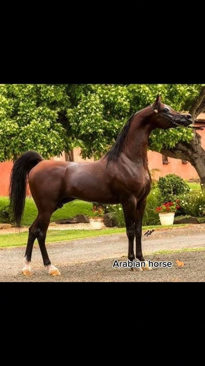 Arabian horse - YouTube