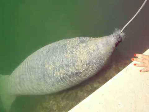 FOUND A LOST MANATEES, IN THE CANAL - YouTube