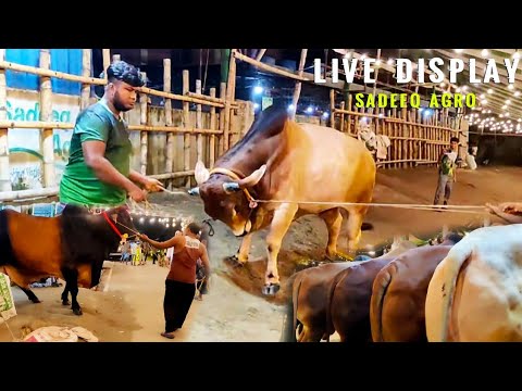 Big Deshal Cow, Albino Buffalo, Murrah Buffalo, Goyal Cow Live Display ...