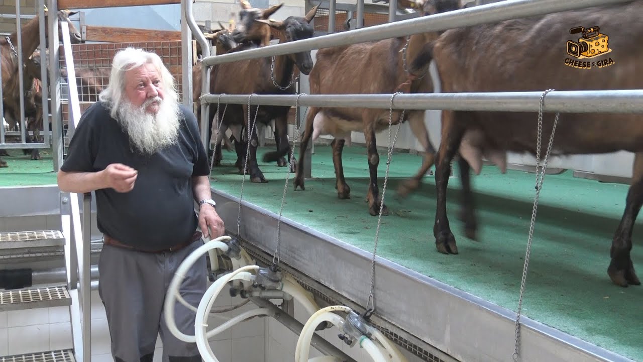 Mungitura delle capre presso l'Azienda agricola Casale Roccolo. - YouTube