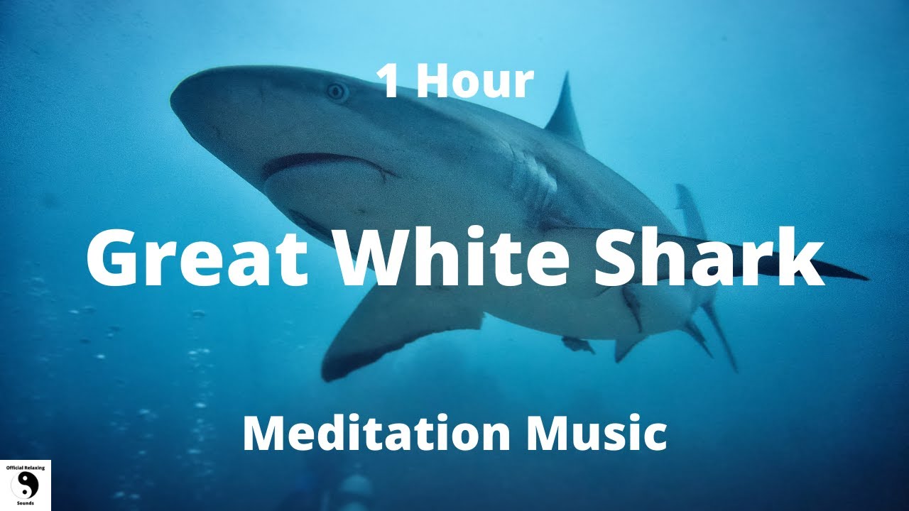 Great White Shark Meditation Music - Sleep Music - Stress Relief ...