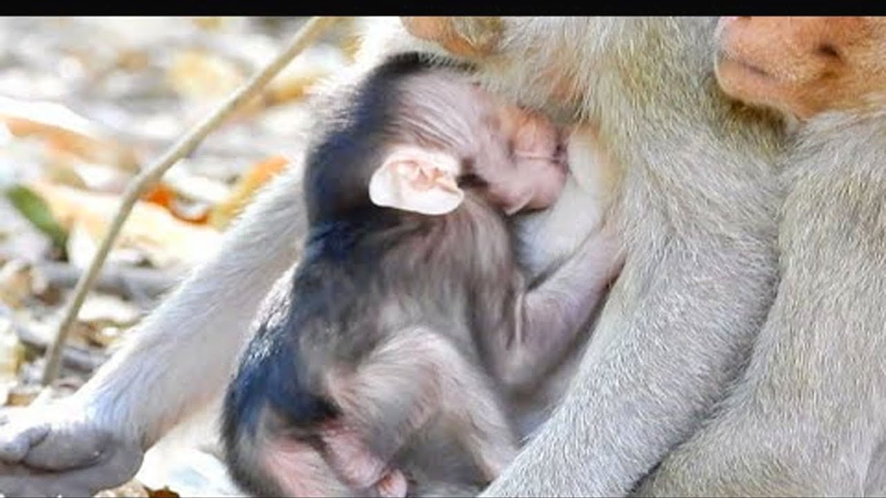Baby Monkey Sleep well #babymonkey #sleep - YouTube
