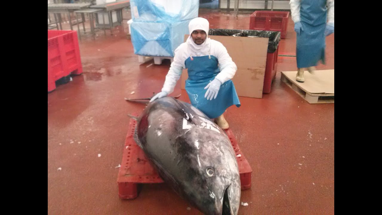 How to fillet tuna - YouTube