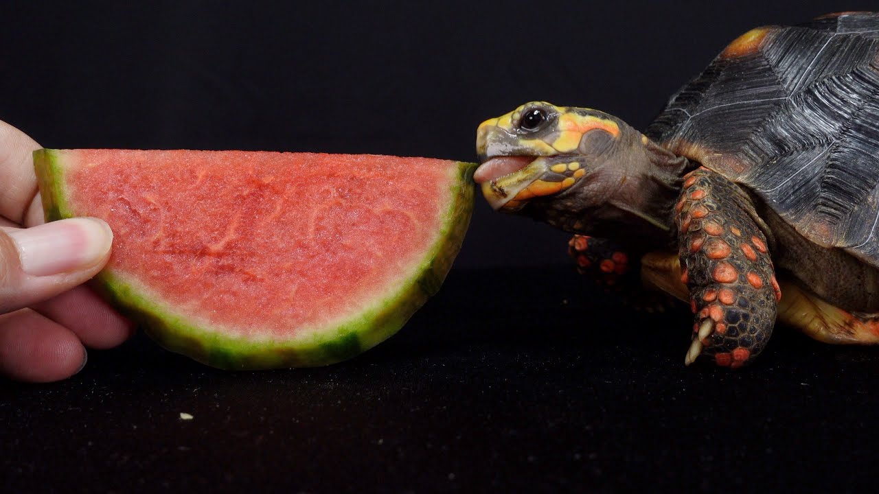 반달 수박 거북이 먹방 (레드) / ASMR / TORTOISE Half moon watermelon EATING (RED ...