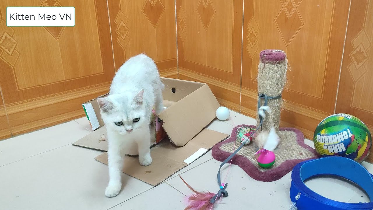Min cat is as gentle as a silver cat princess and two kittens - YouTube