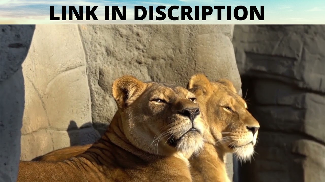 CUTE ANIMAL.HONEST ANIMAL.ANIMAL LOVER. - YouTube