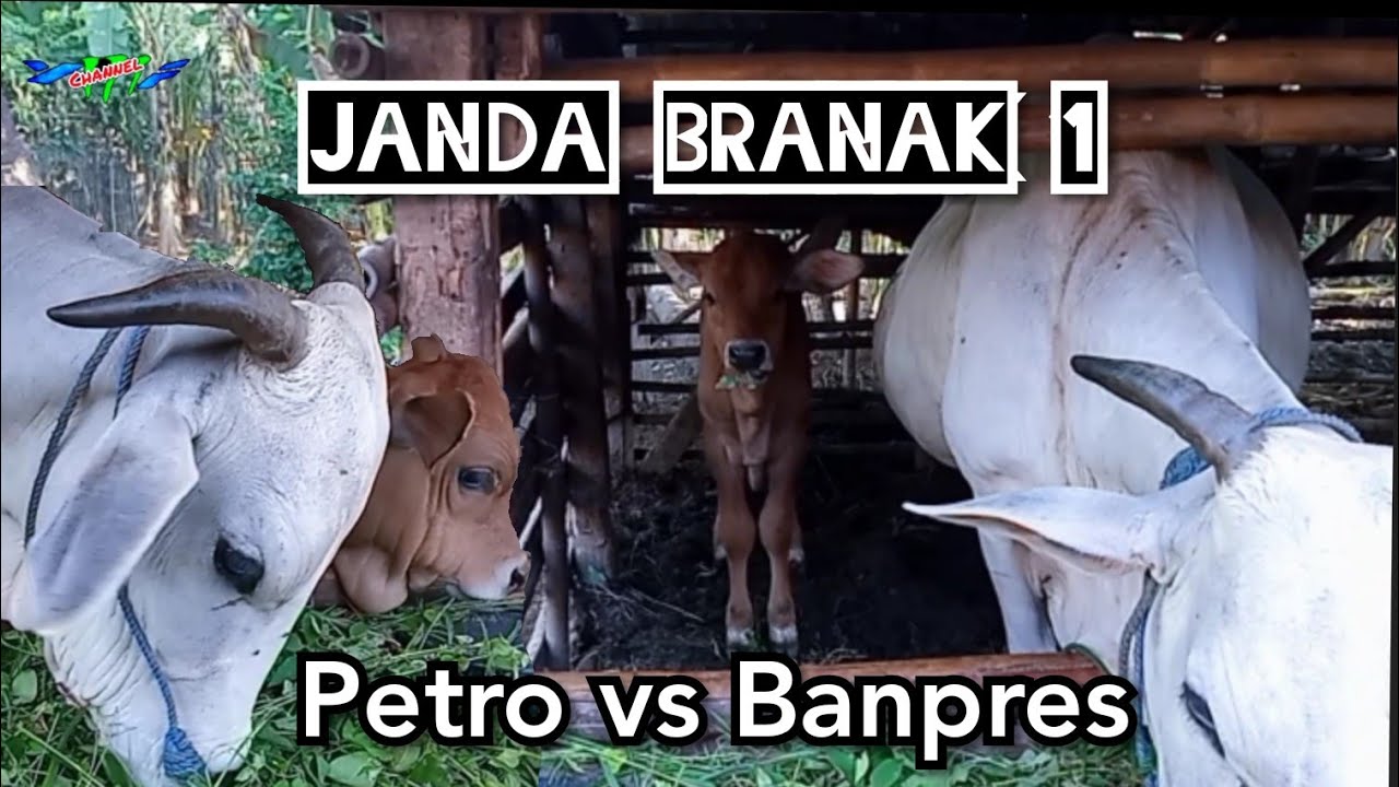 Sapi Petro vs Sapi Banpres || Belasteran || Sapi Jawa timur dan sapi PT ...
