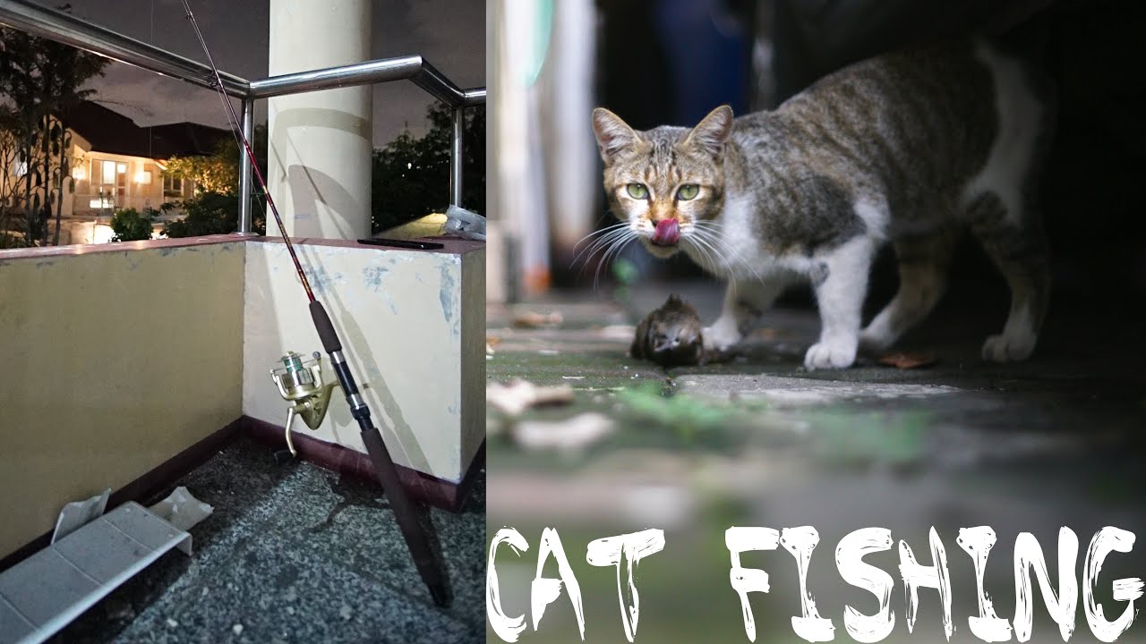 Cat-Fishing (Fishing My Cat) A Method That WORKS - YouTube