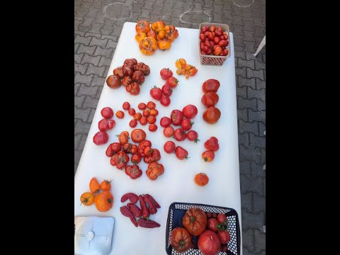 Kislik Domates sosu yapimi