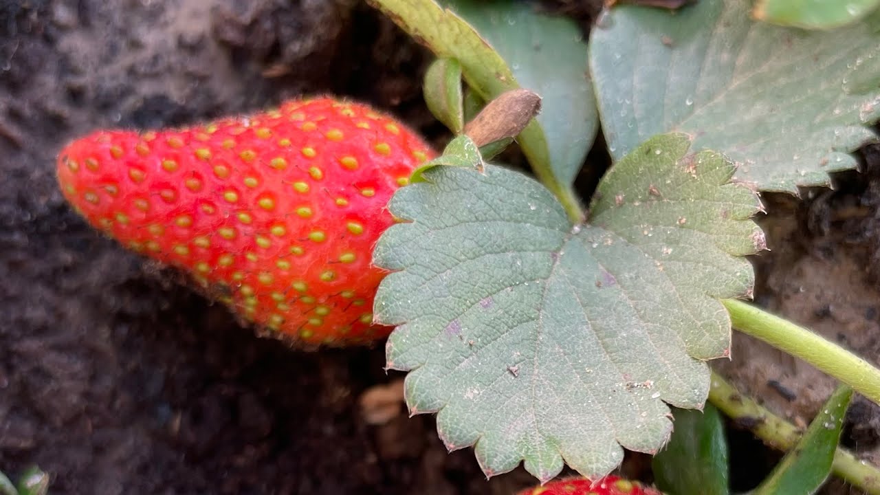 ""Strawberry Runners: Simple Steps to Grow Your Own Berries | Urban ...