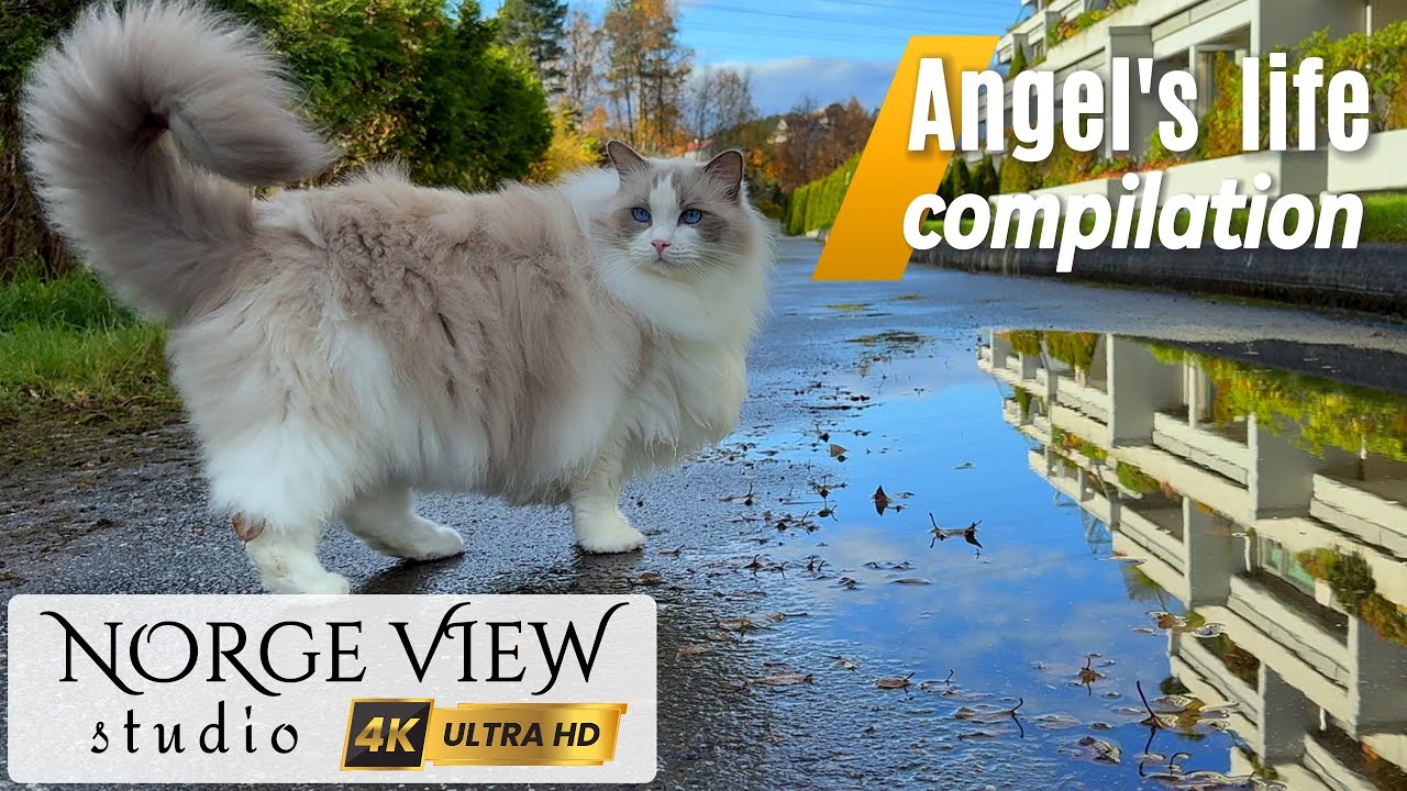 Angel-cat: Adorable Moments Compilation - YouTube