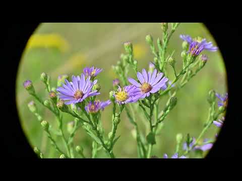 Symphyotrichum laeve (Smooth Blue Aster)