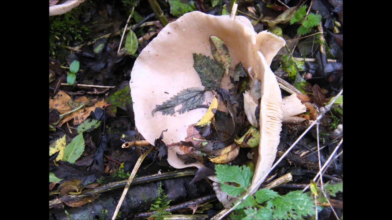 Ifton Meadows Nature Reserve: Fungi - YouTube