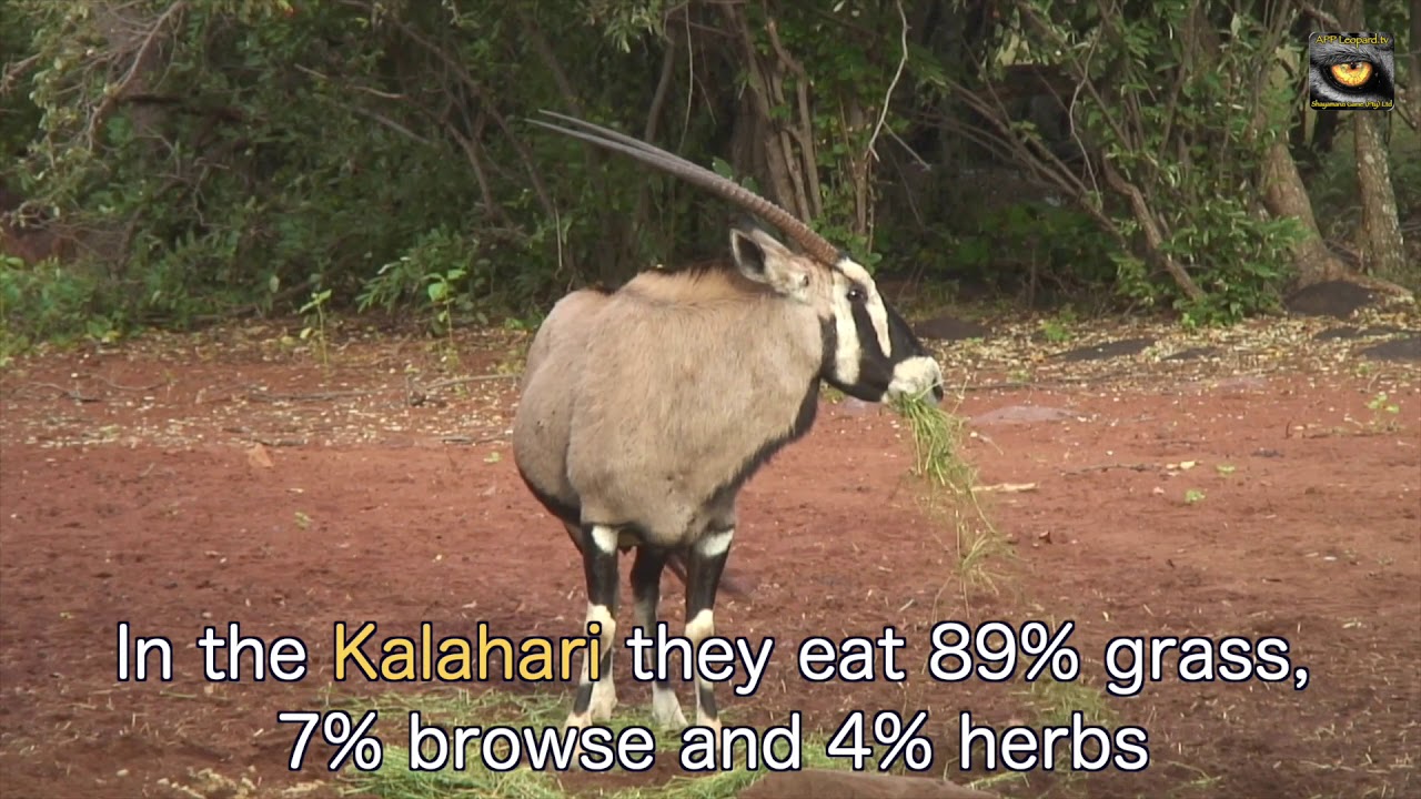 The Gemsbok, also known as the Oryx - YouTube