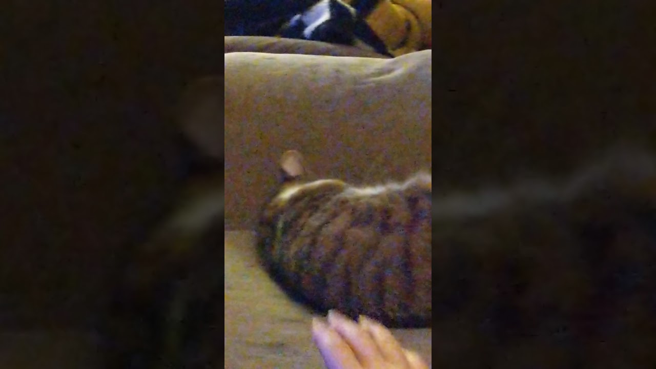 Flash the cat - YouTube