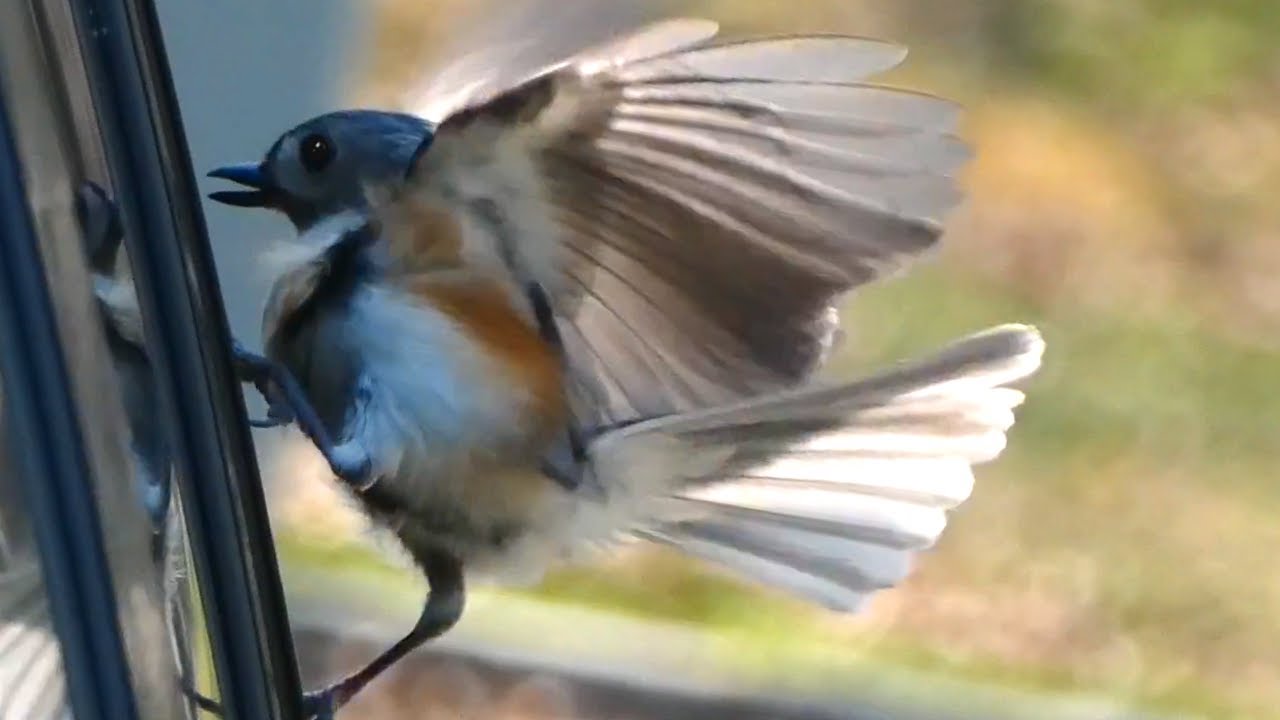 Tufted titmouse bird fighting its reflection | call sound - YouTube