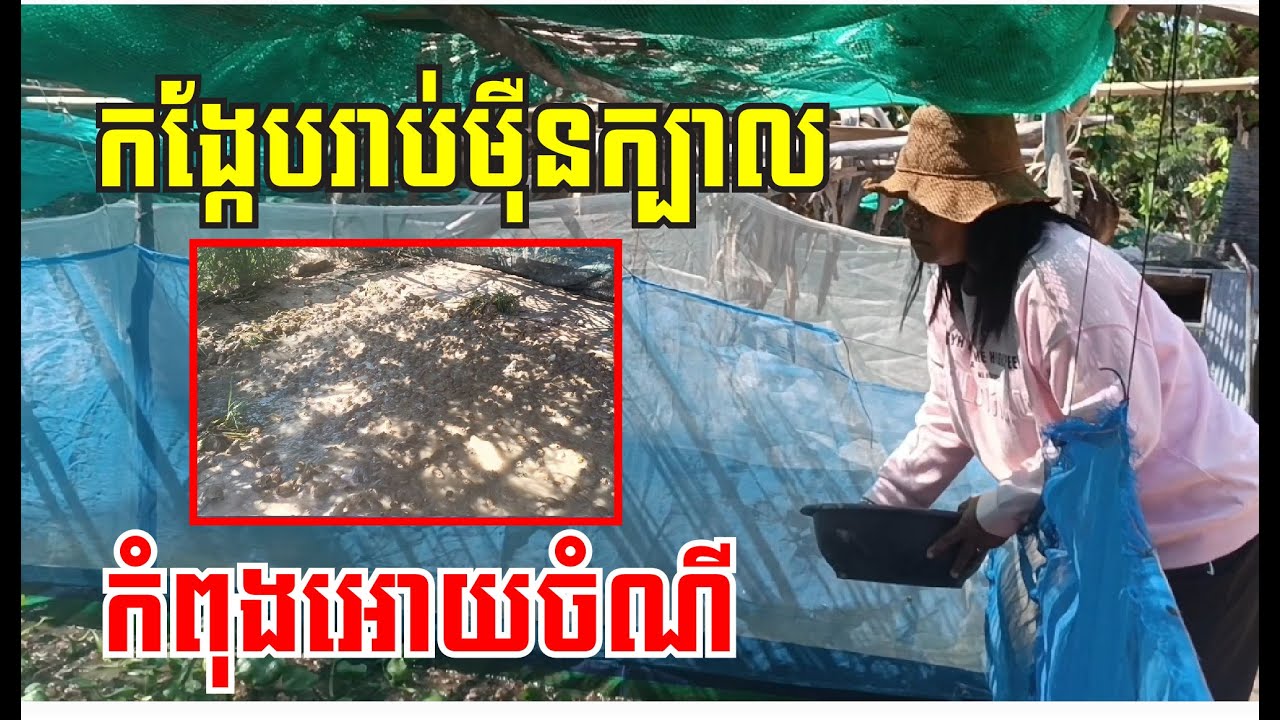 សកម្មភាពអោយចំណីកង្កែបដែលចិញ្ចឹមរាប់មុឺនក្បាលក្នុងអាង - Feeding tens of ...