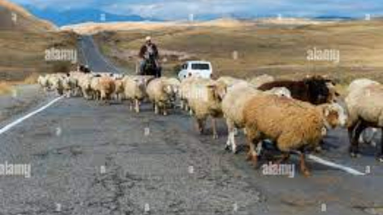 Wise or Foolish: Shepherd or Farmer - YouTube