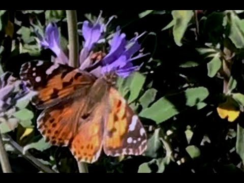 Painted Lady Migration, Spring 2019--SoCalNPG--Ep. 16 - YouTube