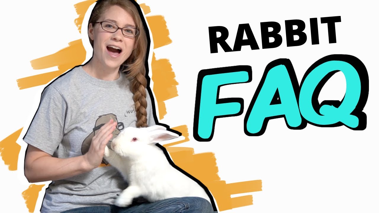 The Bunny Lady FAQ: Your Questions Answered - YouTube
