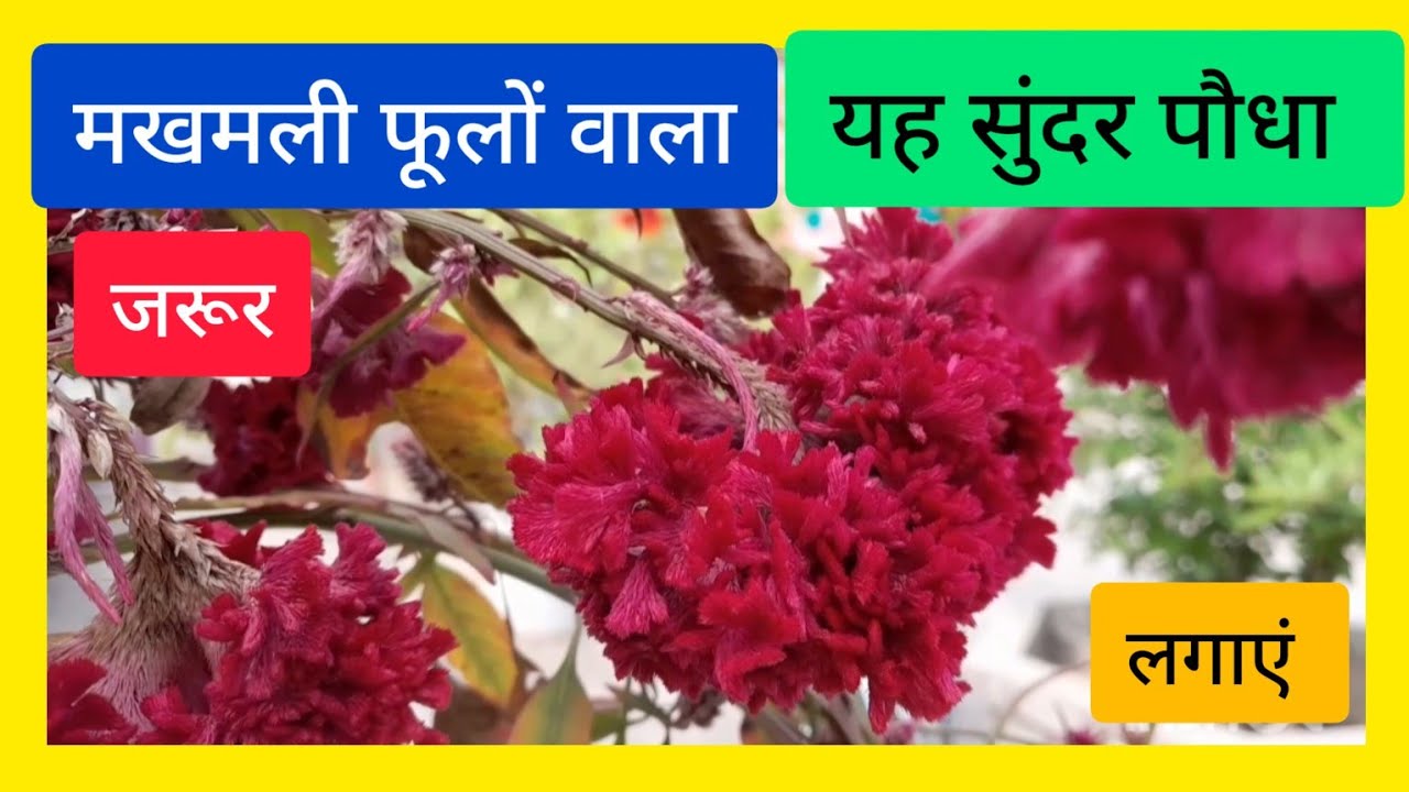 मखमली फूल का पौधा,Murga Kalgi Plant Care।Cockscomb plant।Celosia। - YouTube