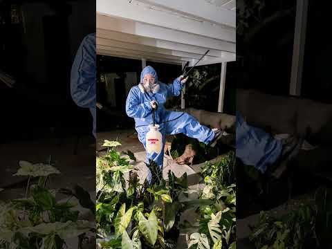 Spider Mites - Forbid 4F Nuclear method. - YouTube