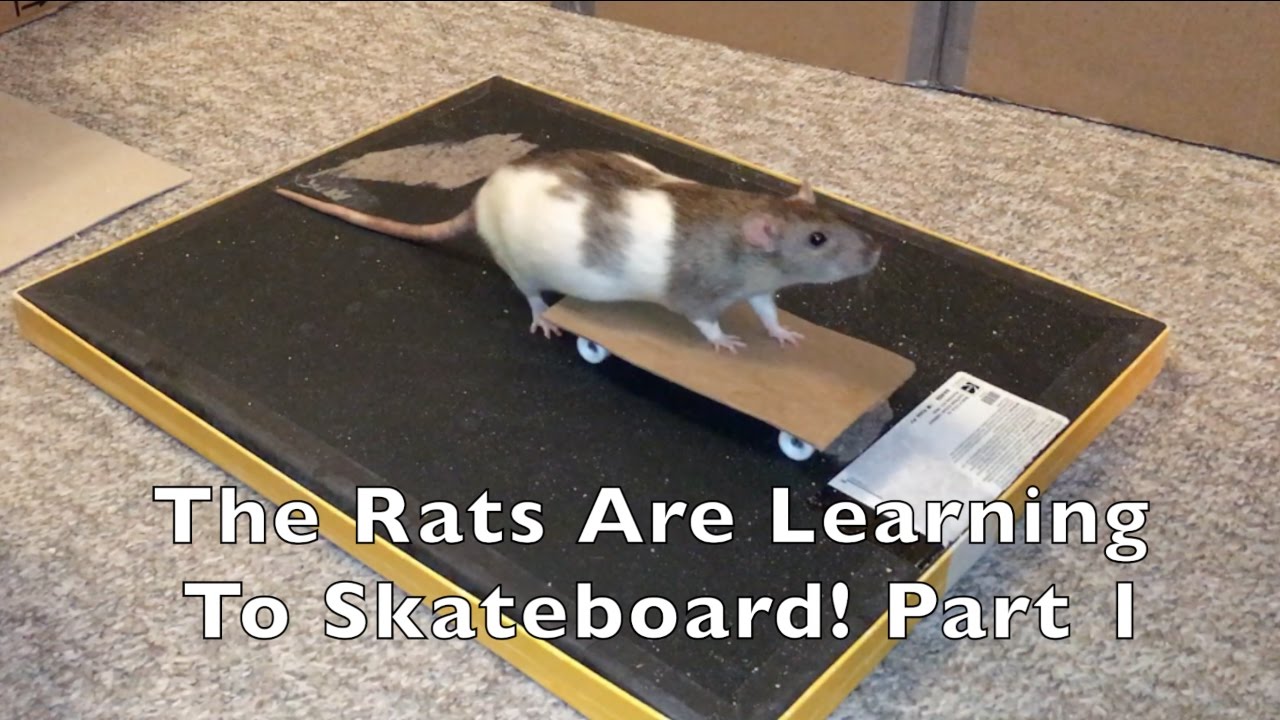 The Rats Are Learning To Skateboard! Part 1 - YouTube