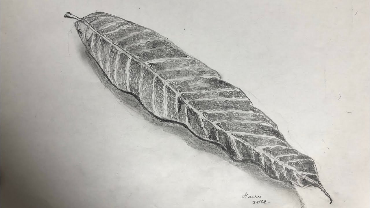 Simple but Realistic Graphite Mango Leaf - YouTube