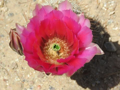 "Cacti & Succulents of New Mexico" by Steven Brack in August 2021 - YouTube