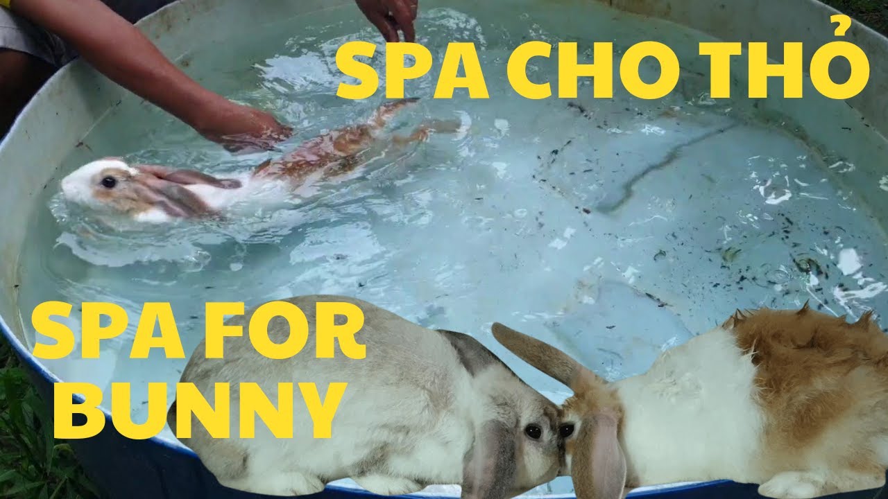Spa for bunny | Thỏ tận hưởng dịch vụ Spa - YouTube