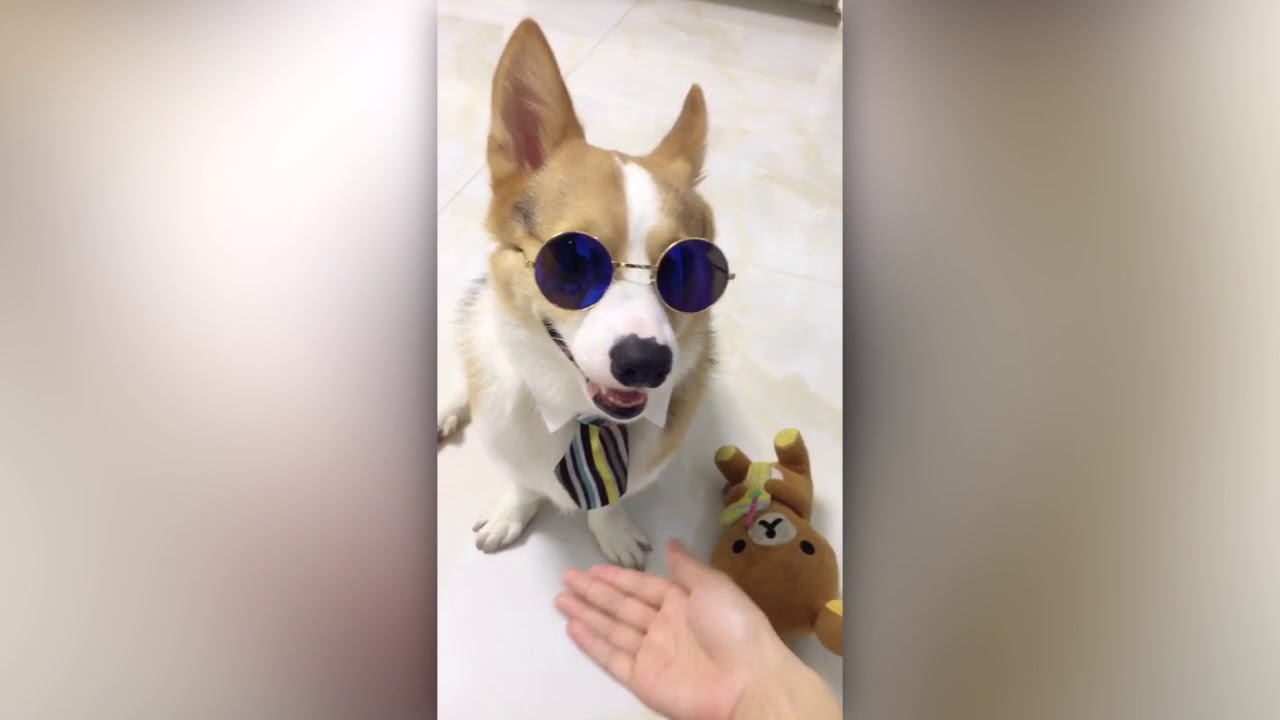 First day of school 2018 - Cute Corgi So Handsome - YouTube