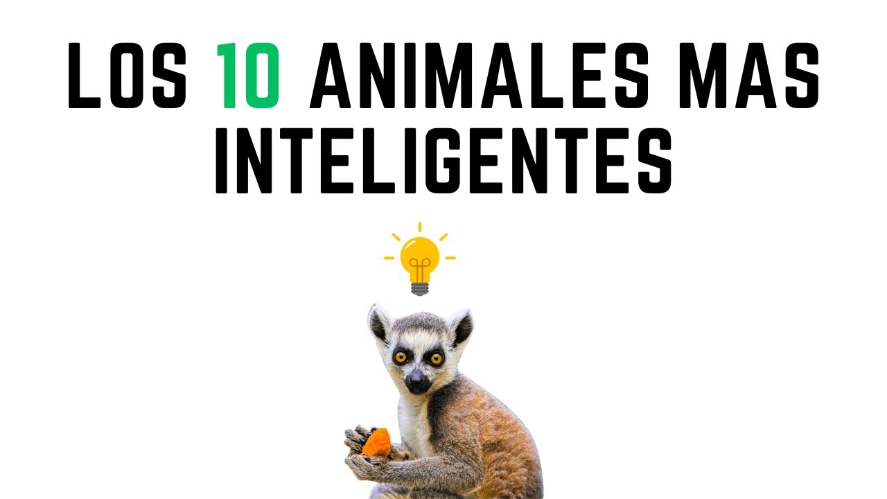 Los 10 Animales mas Inteligentes - YouTube