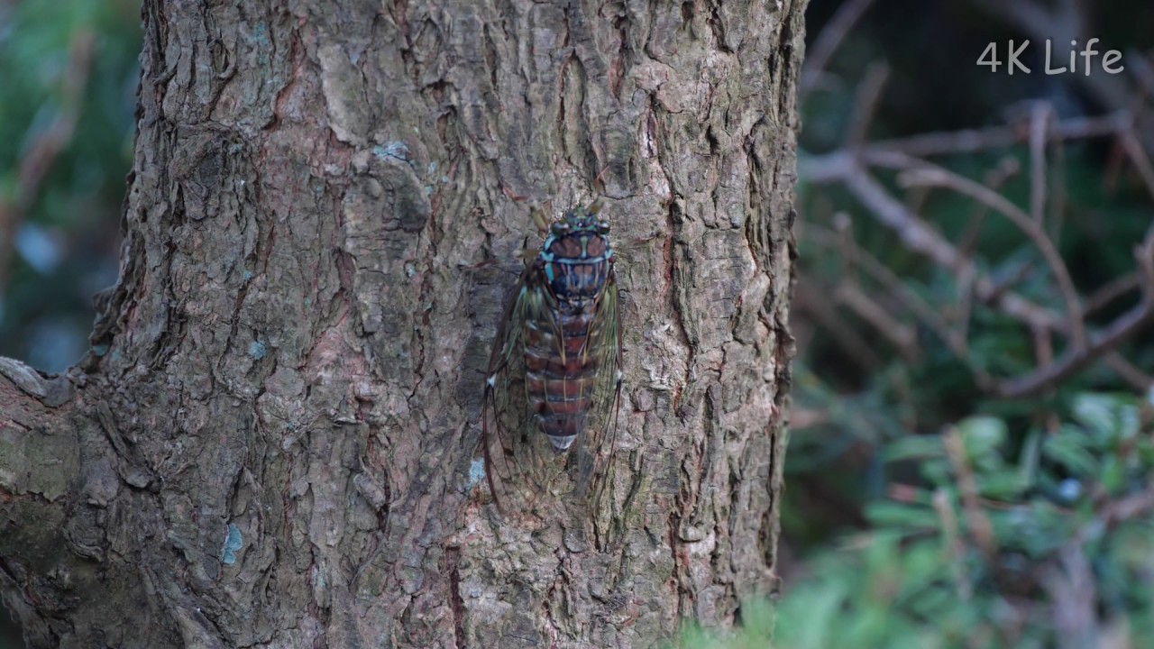ヒグラシ Evening cicada[ 4K UHD ／ 昆虫 Insect ] - YouTube