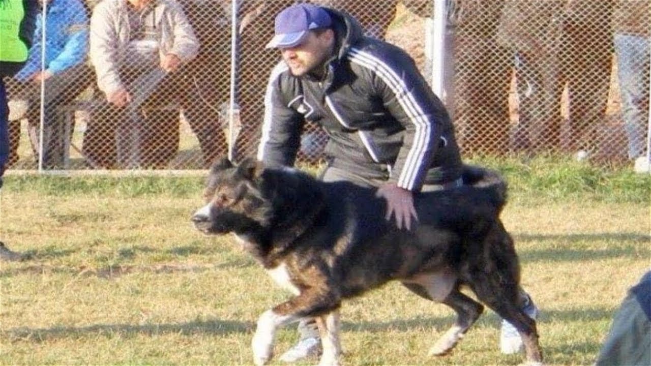 LEGENDARY VOLKODAV DOG - BALKAN PIRAT - YouTube